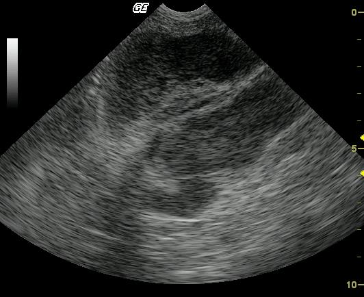 Metastatic hemangiosarcoma in a 9 year old FS German Shepherd dog - Members
