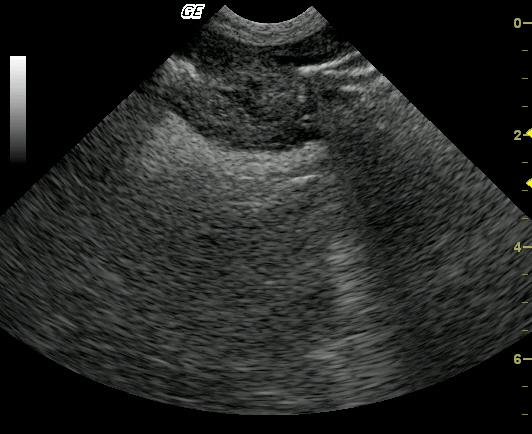 Gastric epithelial tumor and pancreatic cyst in a 10 year old MN Beagle ...
