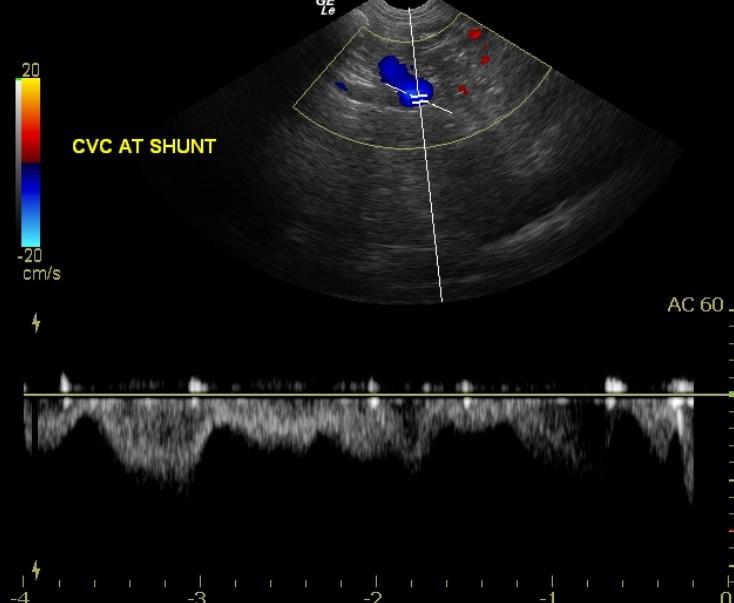 Possible portosystemic shunt (PSS) in an 8 year old MN Yorkshire ...