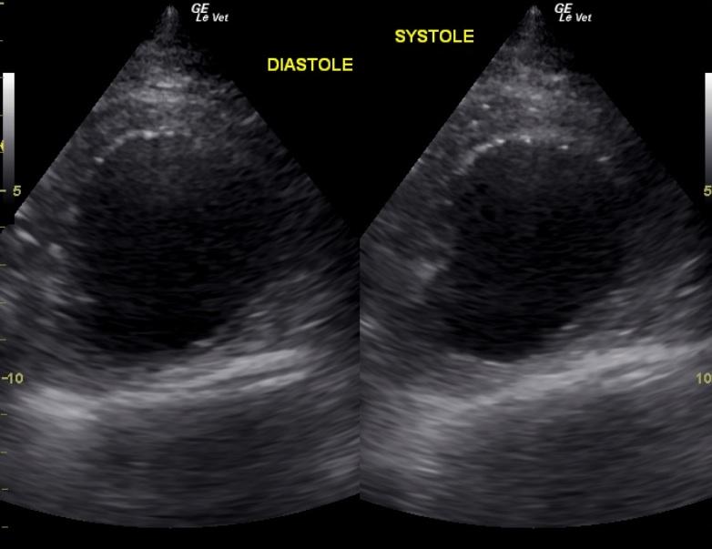 Dilated Cardiomyopathy (DCM) in a 9 year old MN Doberman dog - Members