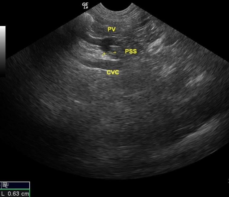 Possible portosystemic shunt (PSS) in an 8 year old MN Yorkshire ...