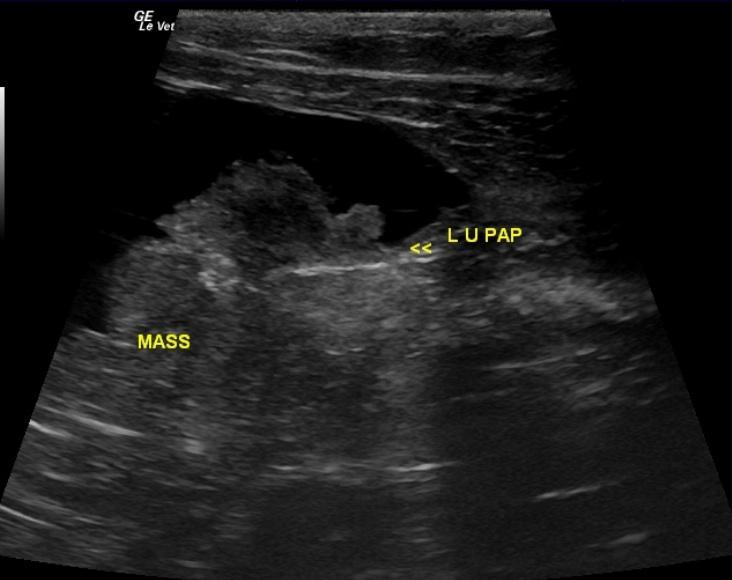Bladder mass in a 13 year old MN DSH cat with blood clots in urine ...
