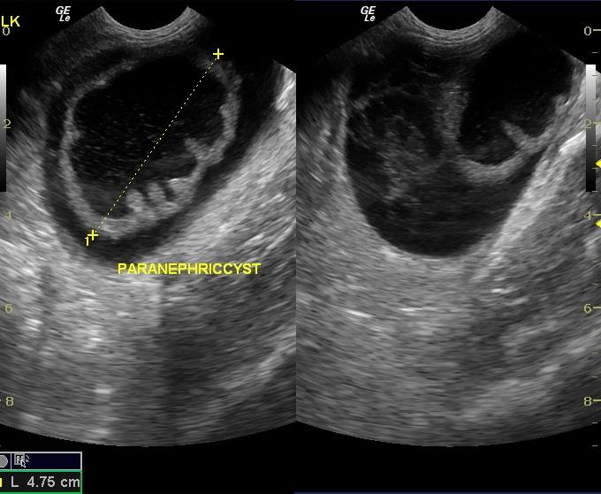 Pyelonephritis in a 5 year old FS DLH cat - Members