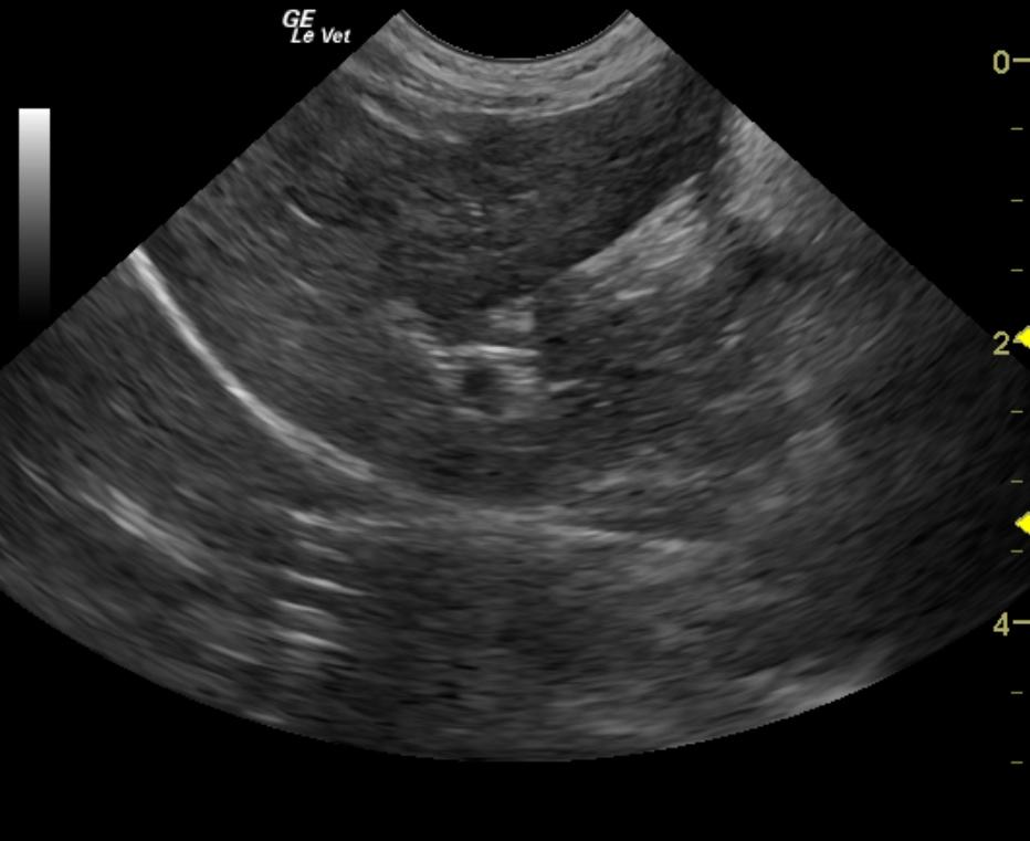 Slight micro hepatica with elevated ALT and bile acids in a 1 year old ...