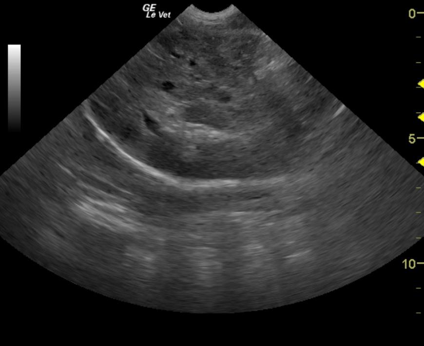 Hepatitis with focal nodular hyperplasia in a 13 year old MN Welsh ...