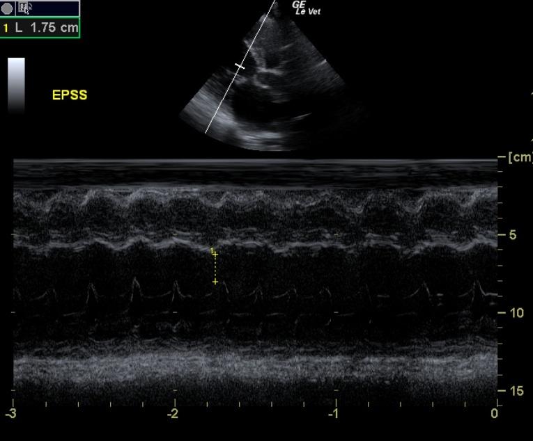 Dilated Cardiomyopathy (DCM) in a 9 year old MN Doberman dog - Members