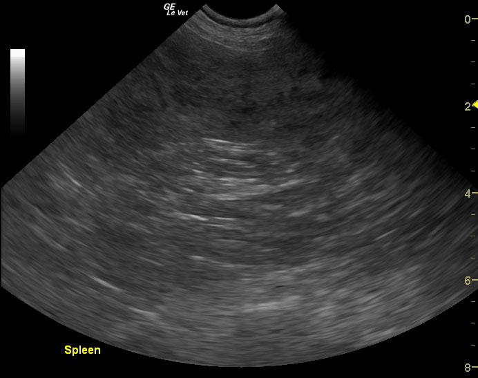 Septic pyogranulomatous splenitis in an 11 year old Standard Poodle dog ...