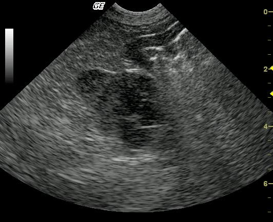 Gastric epithelial tumor and pancreatic cyst in a 10 year old MN Beagle ...