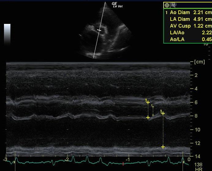Advanced dilated cardiomyopathy (DCM in a 11 year old MN Boxer dog ...