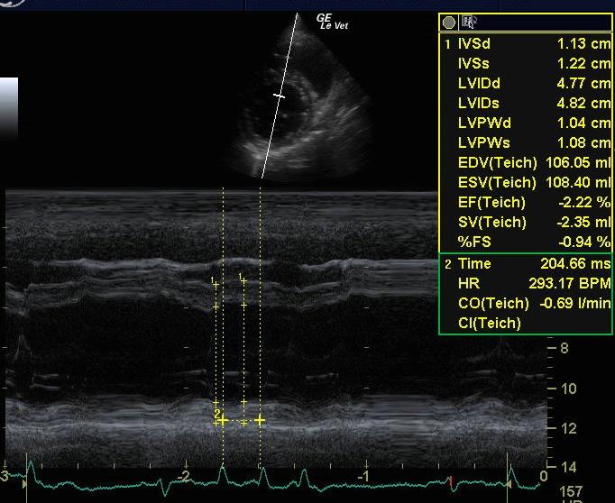 Advanced dilated cardiomyopathy (DCM in a 11 year old MN Boxer dog ...