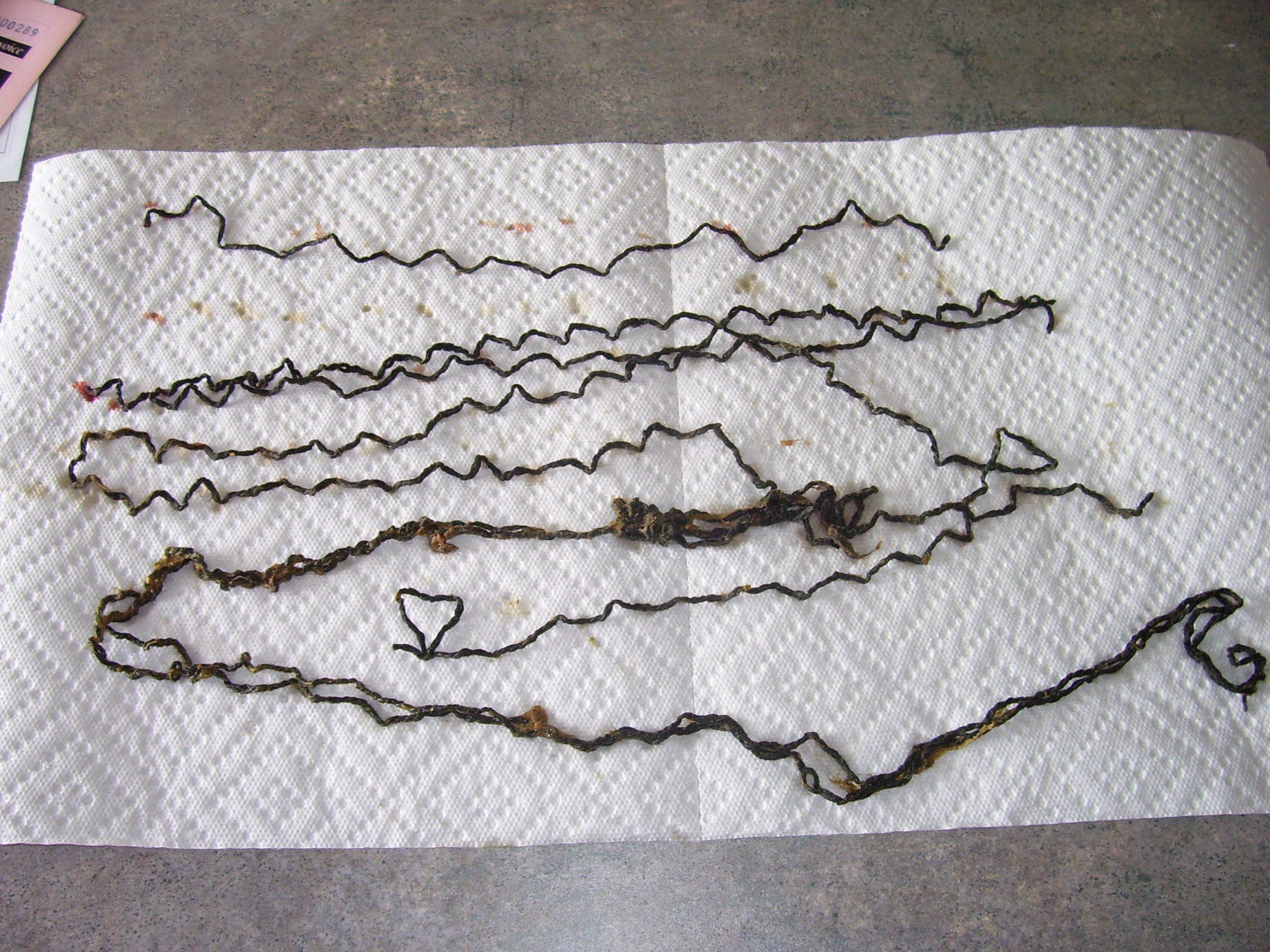 Linear foreign body, 1 Year Old MN Boxer dog - Members