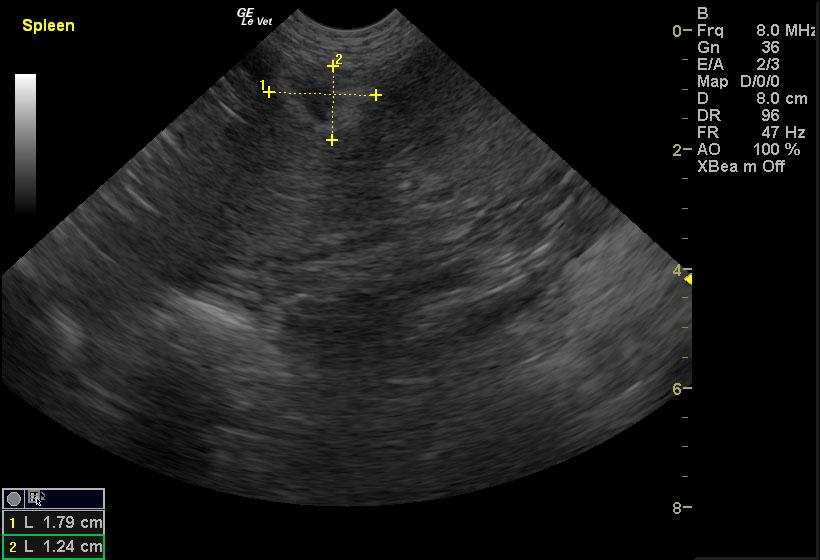 Benign splenic hyperplasia diagnosed on FNA in a 13 year old FS German ...