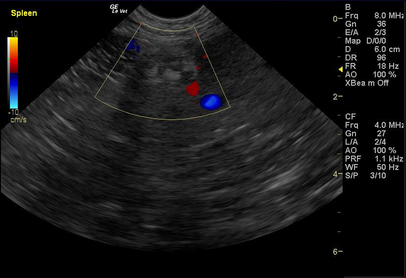 Benign splenic hyperplasia diagnosed on FNA in a 13 year old FS German ...