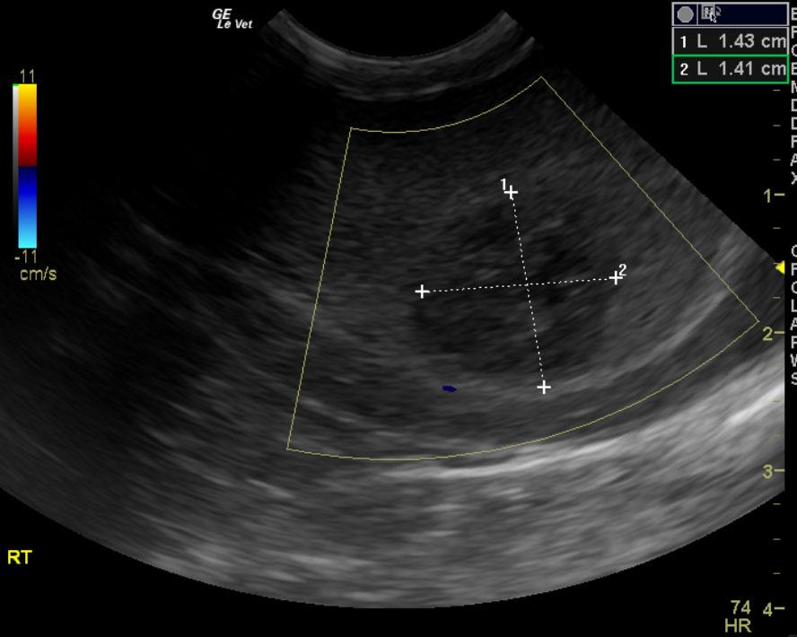 Prostatitis, paraprostatic cyst, and testicular neoplasia in a 10 year ...