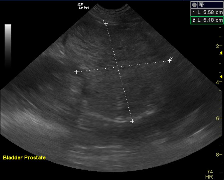 Prostatitis, paraprostatic cyst, and testicular neoplasia in a 10 year ...
