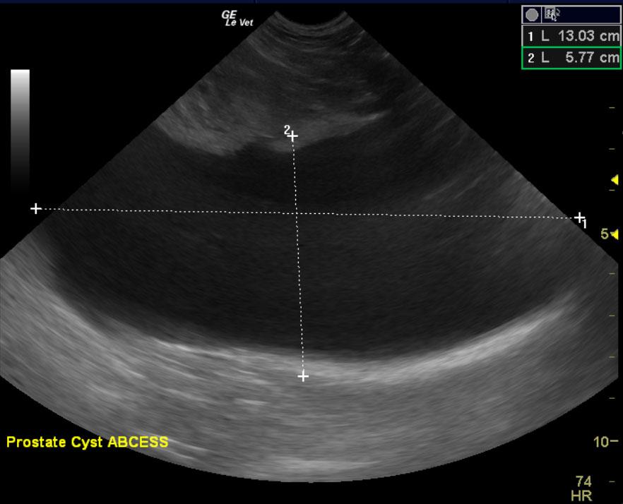 Prostatitis, paraprostatic cyst, and testicular neoplasia in a 10 year ...