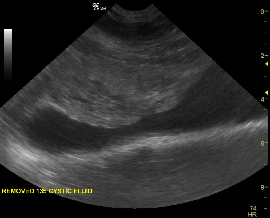 Prostatitis, paraprostatic cyst, and testicular neoplasia in a 10 year ...