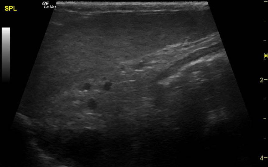 CYT - Multiple myeloma diagnosed by splenic FNA in a 6 year old FS DSH ...