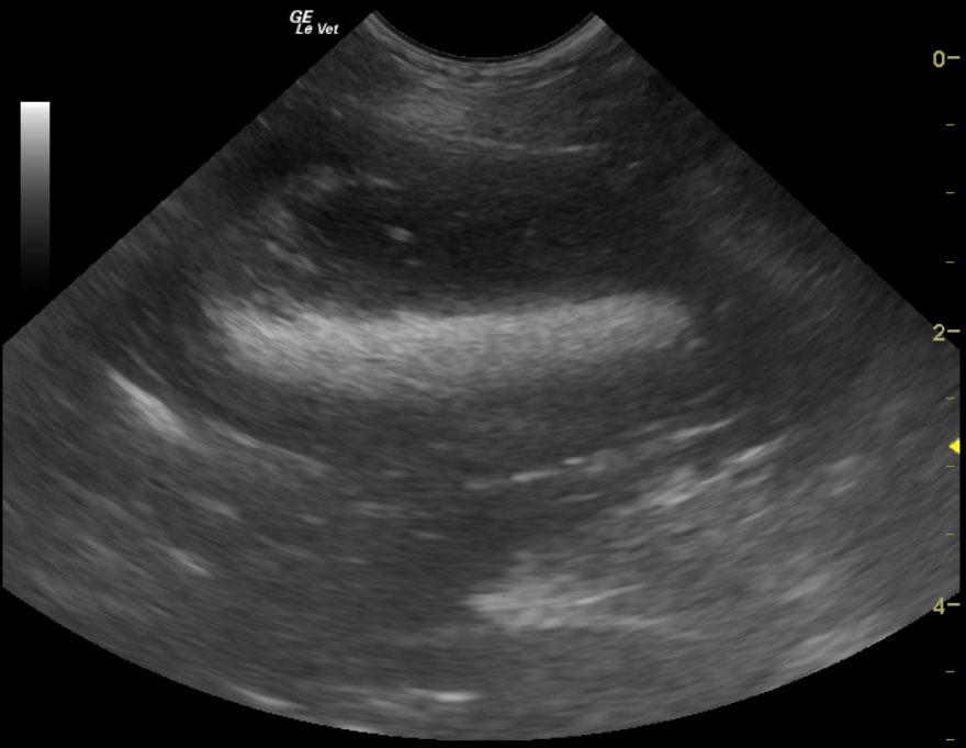 Chronic urinary cystitis, sand, and calculi in a 4 year old MN pug ...