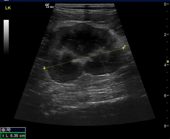 Pyelonephritis in a 10 year old FS DSH cat - Members