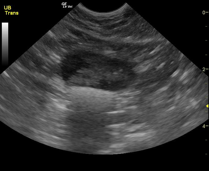 Bladder sand and thickened small intestine in a 10 year old MN DSH cat ...