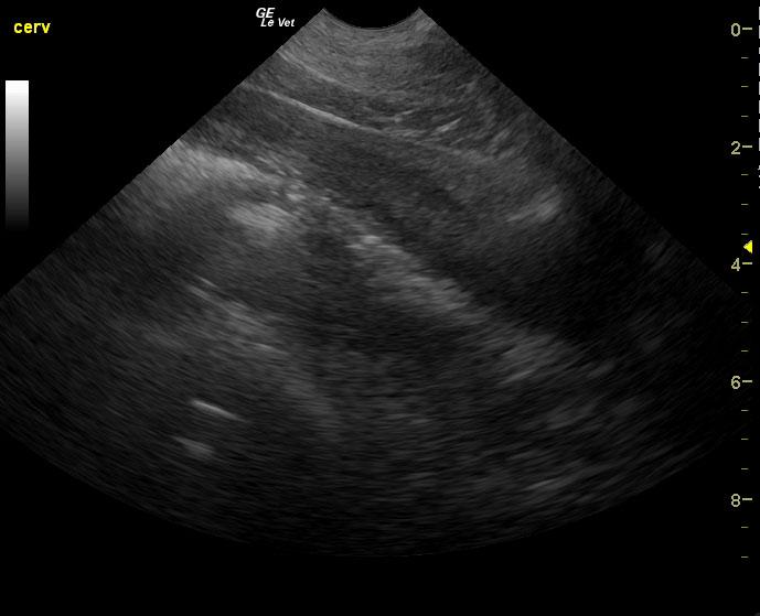 Metritis and fetal demise in a 1 year old FI dog with a history of ...