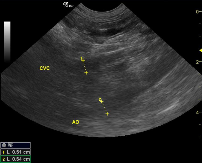 Portosystemic Shunt (PSS), Cystic Calculus in a 10 year old MN Shih Tzu ...