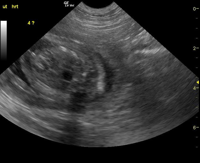 Metritis and fetal demise in a 1 year old FI dog with a history of ...