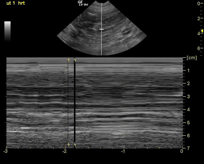 Metritis and fetal demise in a 1 year old FI dog with a history of ...
