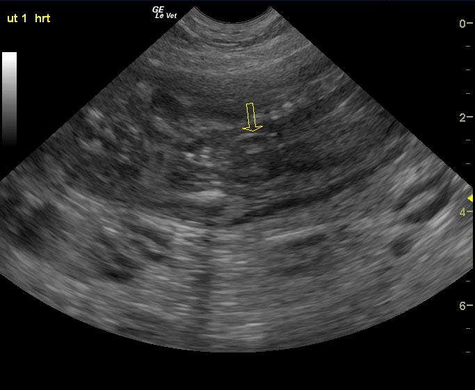 Metritis and fetal demise in a 1 year old FI dog with a history of ...