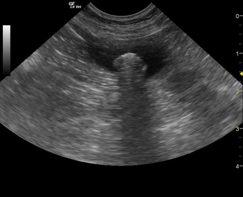 Portosystemic Shunt (PSS), Cystic Calculus in a 10 year old MN Shih Tzu ...