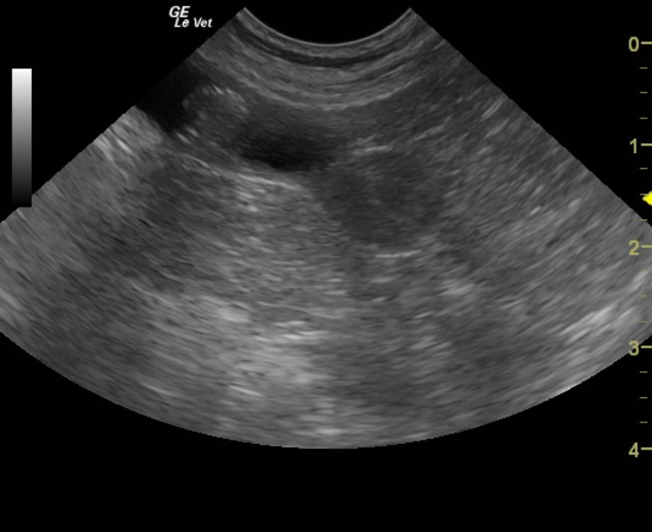 Portosystemic Shunt (PSS), Cystic Calculus in a 10 year old MN Shih Tzu ...