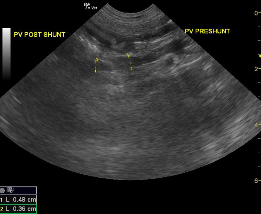 Portosystemic Shunt (PSS), Cystic Calculus in a 10 year old MN Shih Tzu ...