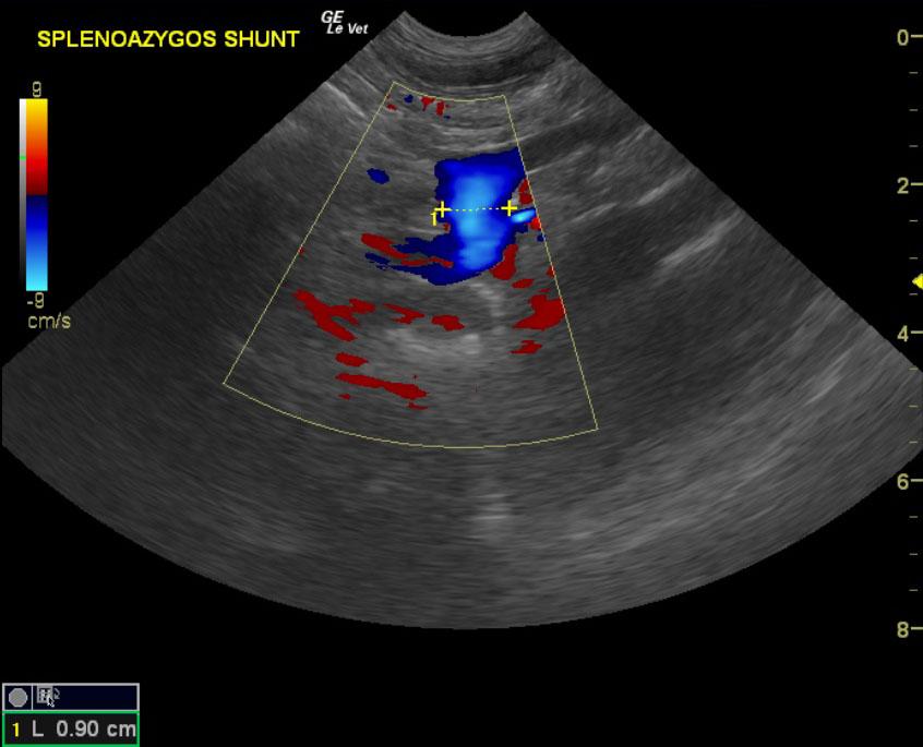 Portosystemic Shunt (PSS), Cystic Calculus in a 10 year old MN Shih Tzu ...