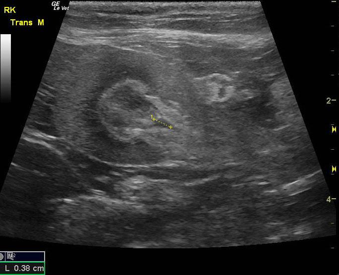 Pyelonephritis and interstitial nephrosis in a 16 year old FS cat - Members