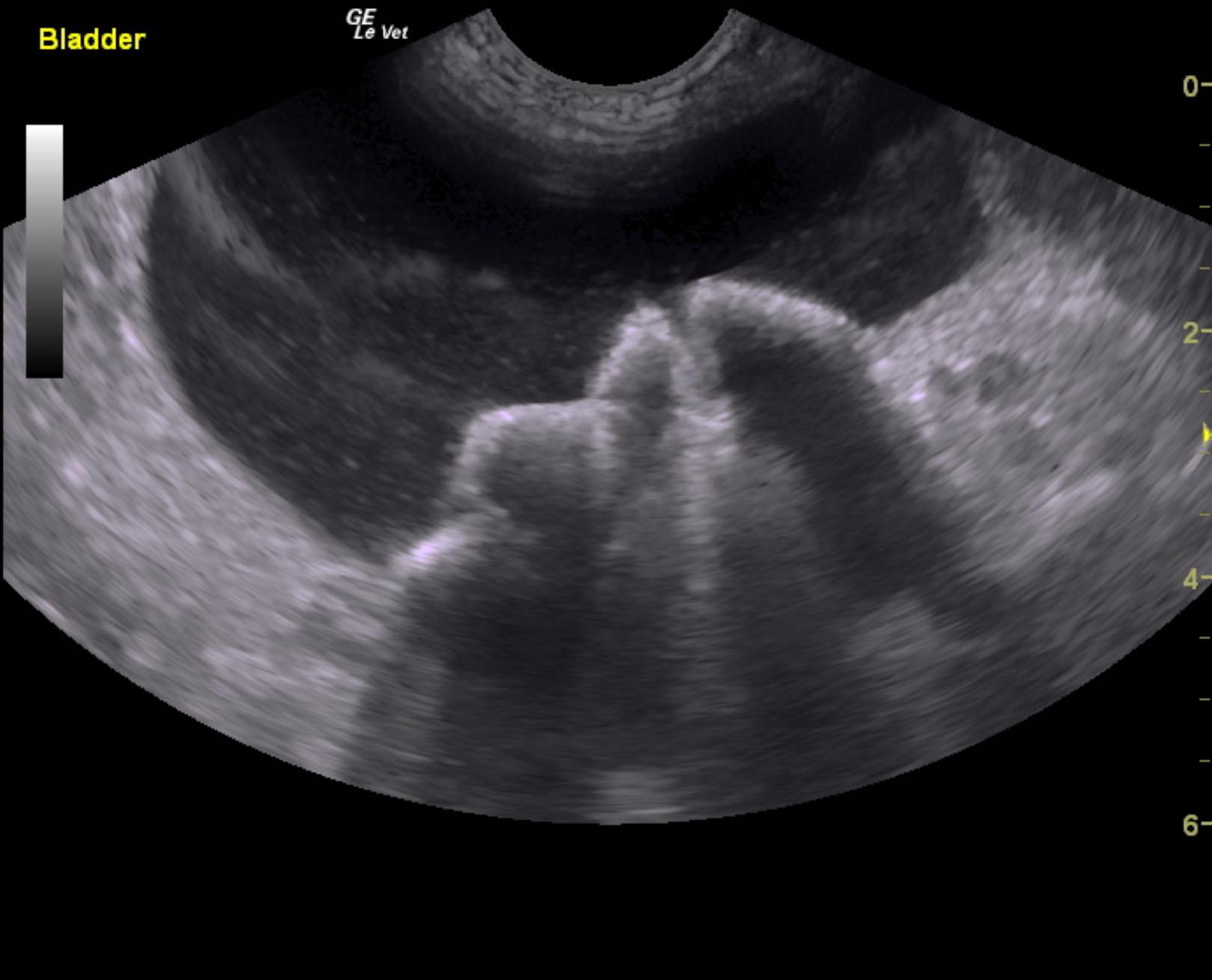 Obstructive urolithiasis, pyelonephritis, nephritis, and bladder stones ...