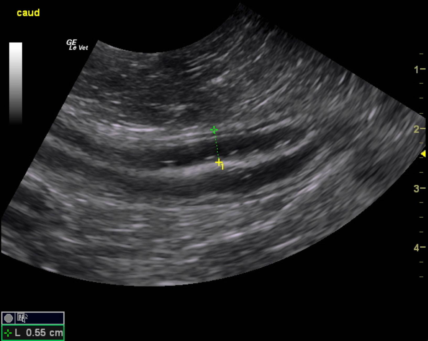 Gastric foreign body in a 10 year old MN Rottweiler dog - Members