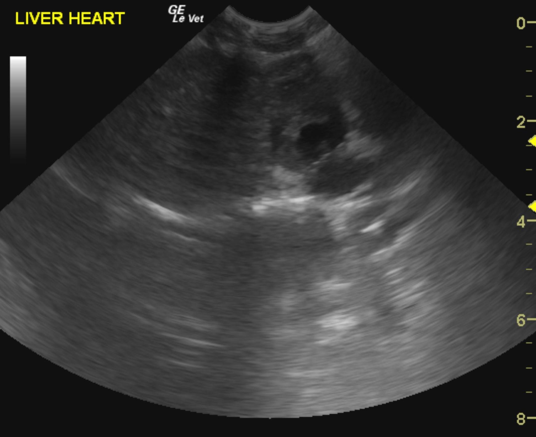 Peritoneopericardial diaphragmatic hernia (PPDH) in a 12 year old FS ...