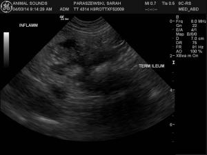 Steatitis vs Neoplasia? - Members