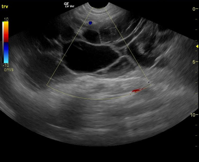 Cystic mass in sublumbar region of a 6 year old FS mixed breed dog ...
