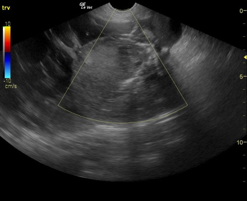 Cystic mass in sublumbar region of a 6 year old FS mixed breed dog ...
