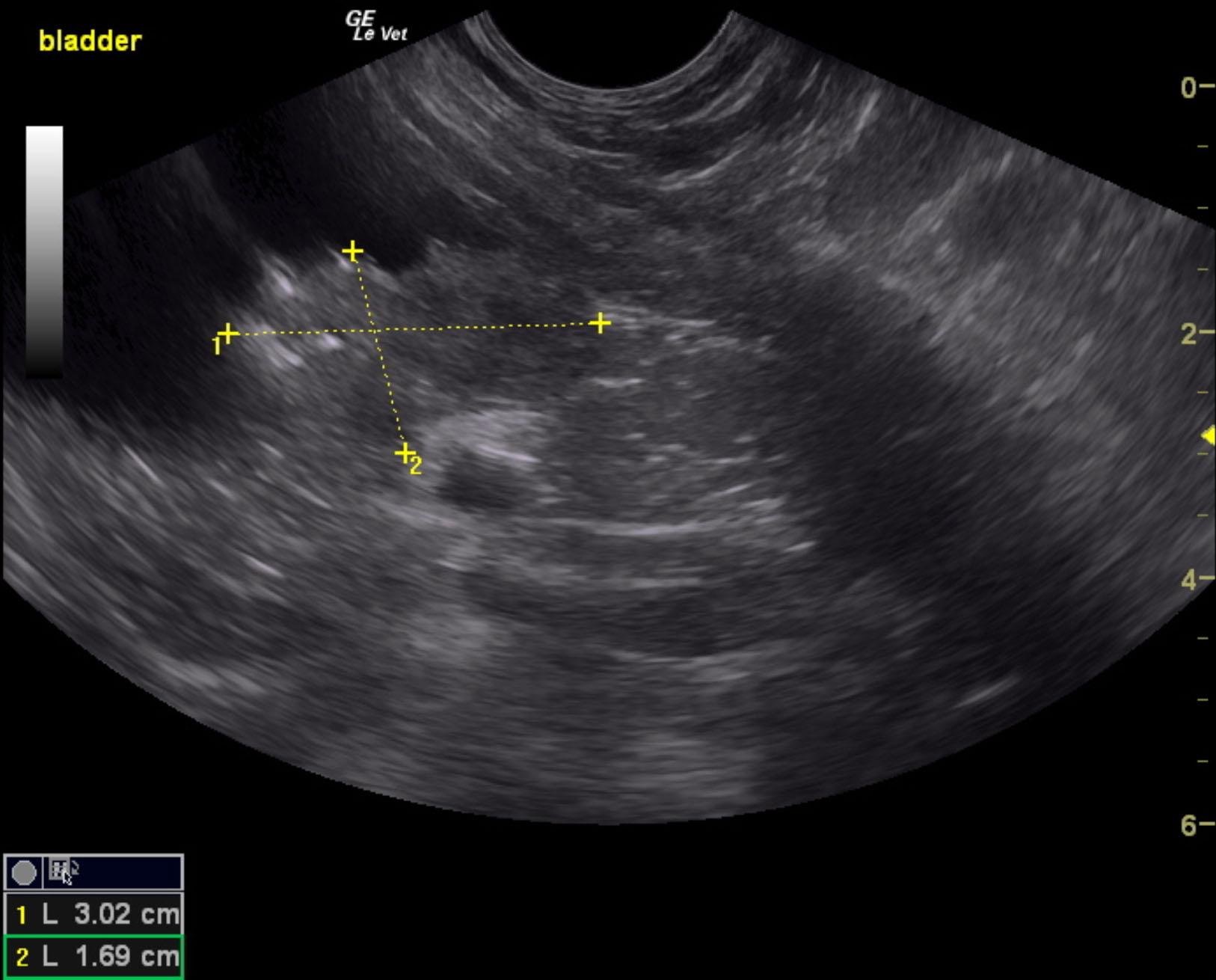Transitional Cell Carcinoma (TCC) in a 12 year old FS Chow dog - Members