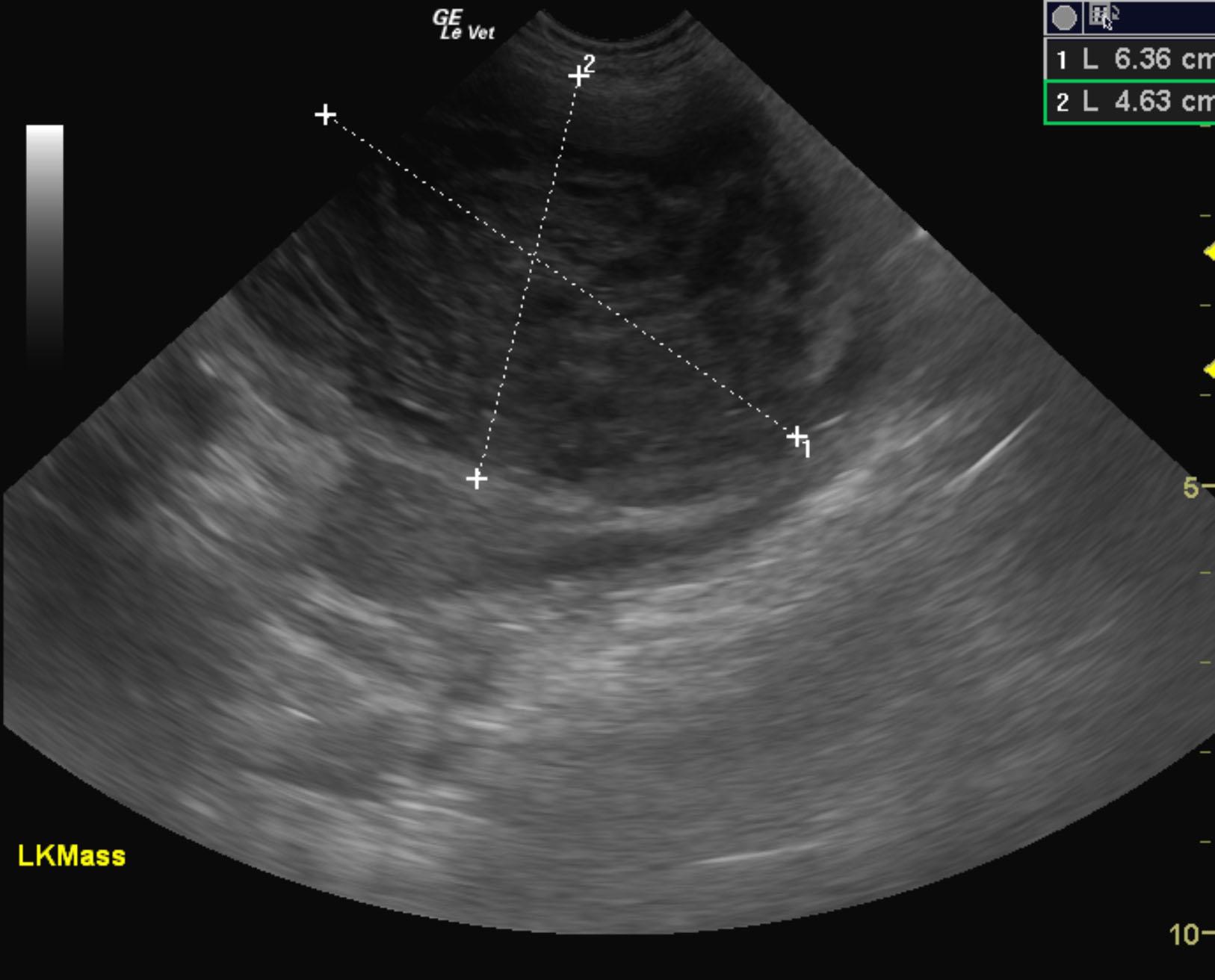 Renal Mass, Lung Neoplasia in a 10 year old MN Labrador Retriever mix ...