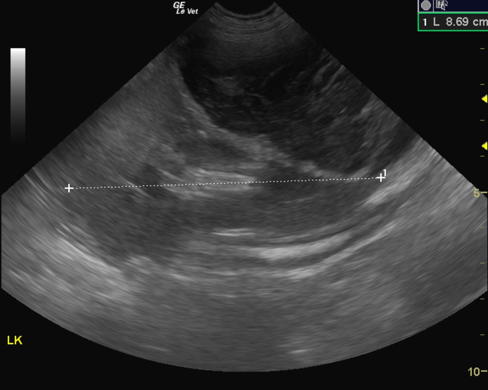 Renal Mass, Lung Neoplasia in a 10 year old MN Labrador Retriever mix ...