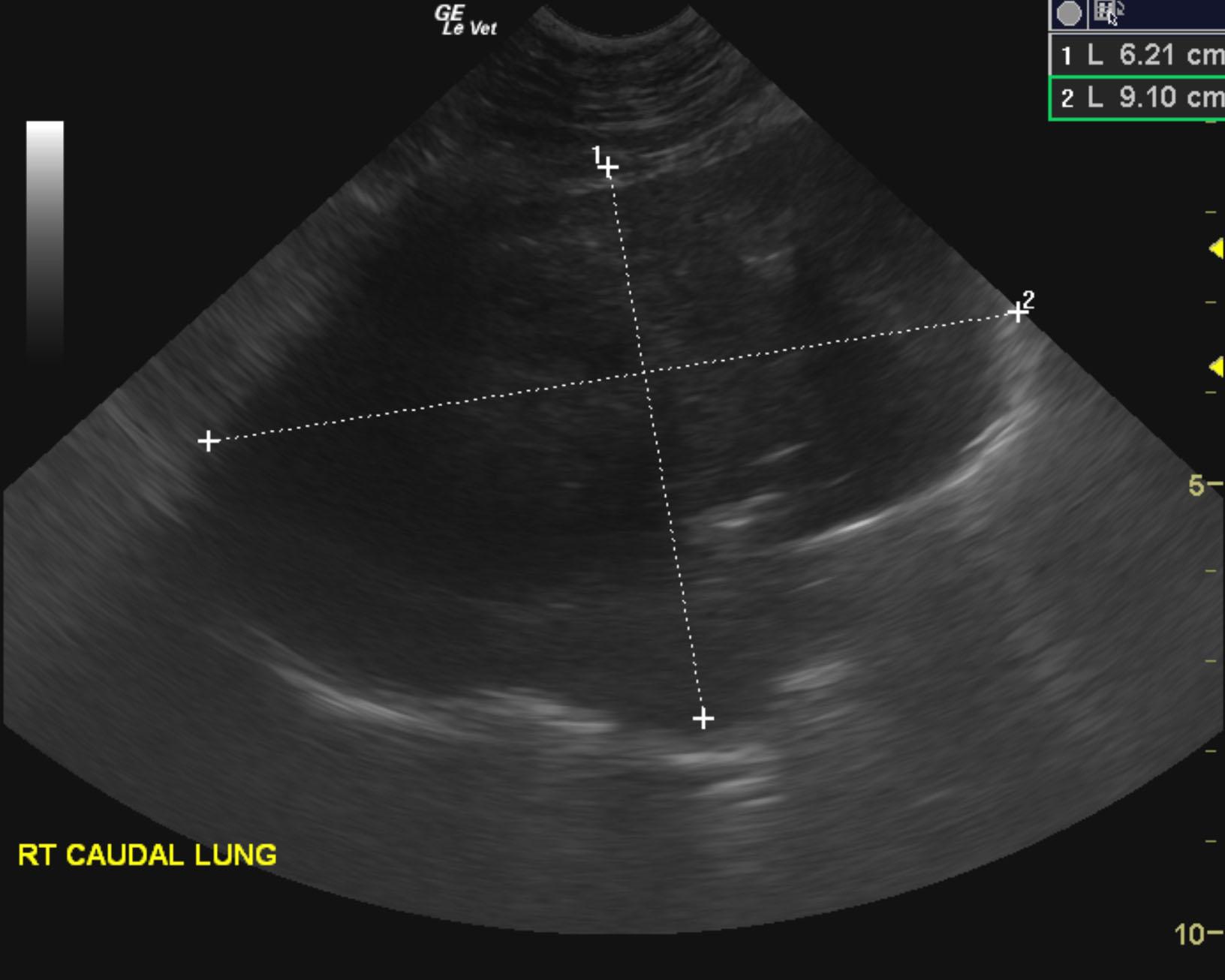 Renal Mass, Lung Neoplasia in a 10 year old MN Labrador Retriever mix ...