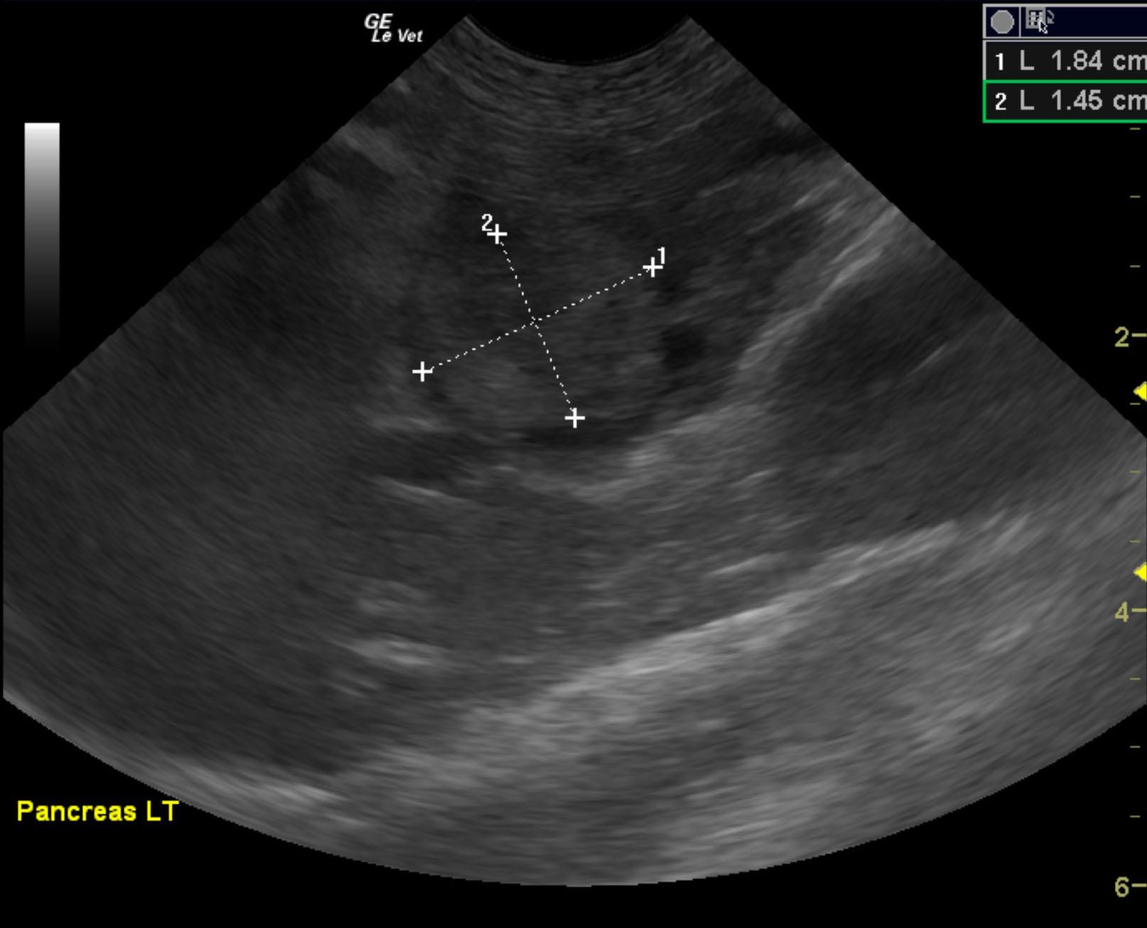 Pancreatic cystic degeneration in a 15 year old FS cat - Members