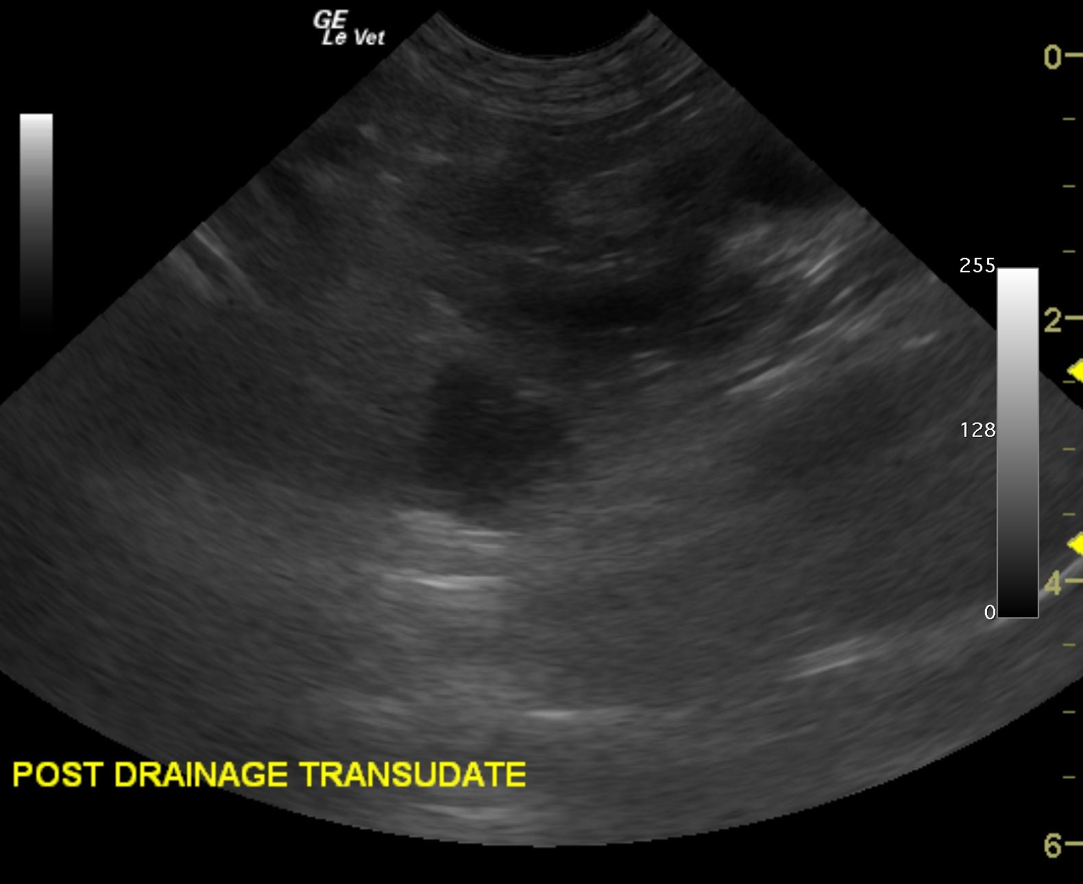 Pancreatic cystic degeneration in a 15 year old FS cat - Members