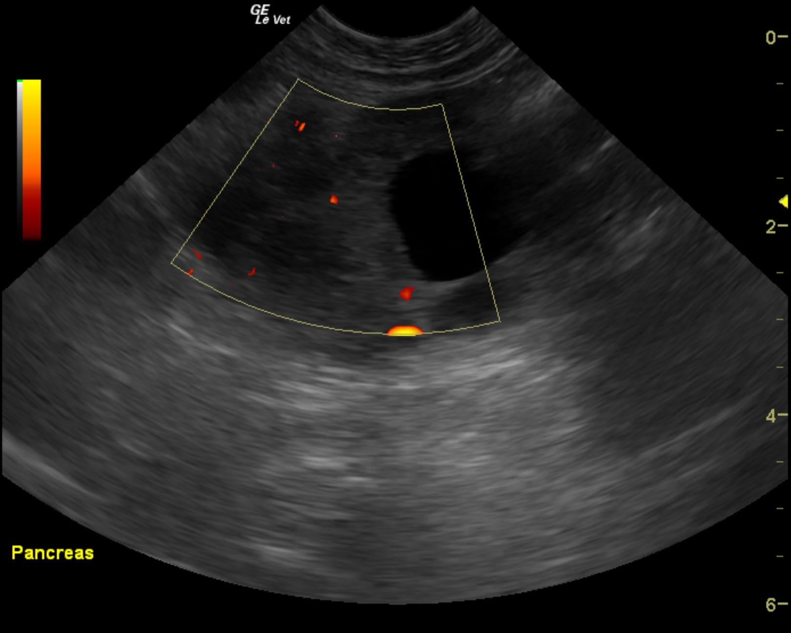 Pancreatic cystic degeneration in a 15 year old FS cat - Members