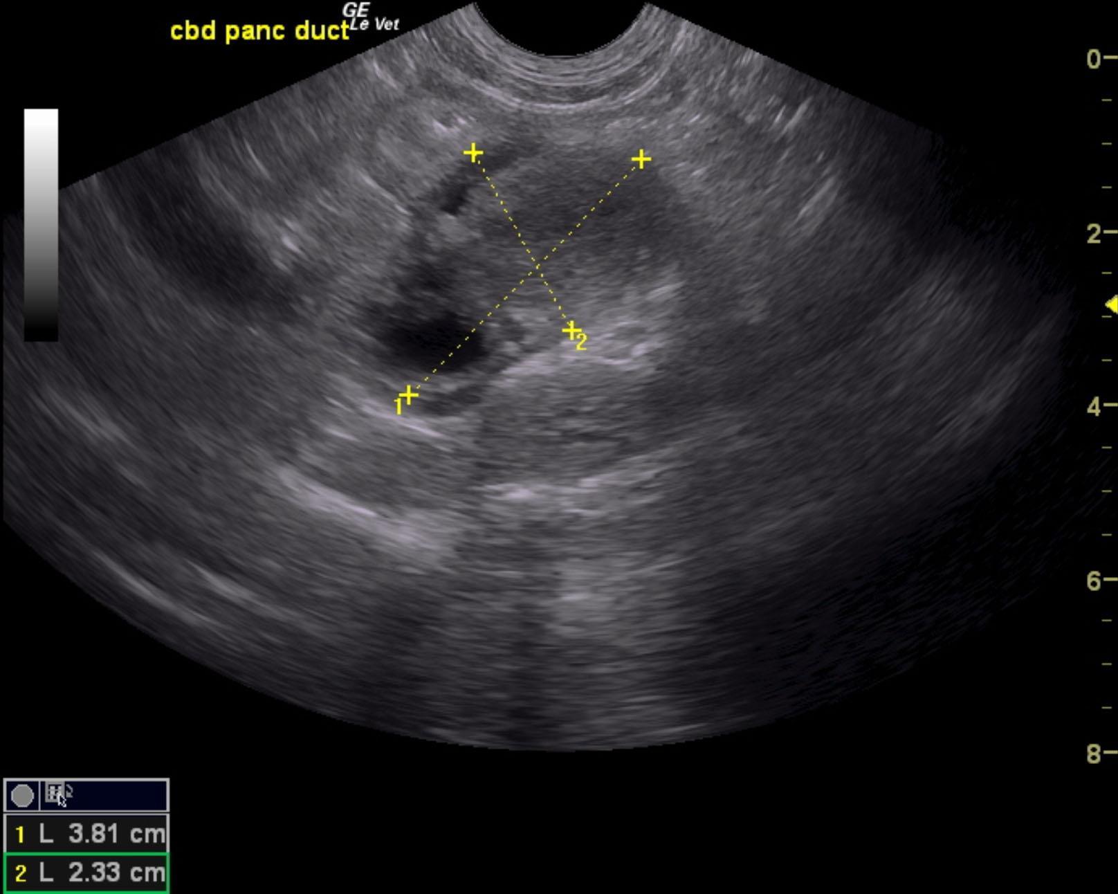 Post hepatic bile duct obstruction in a 14 year old MN DSH cat - Members