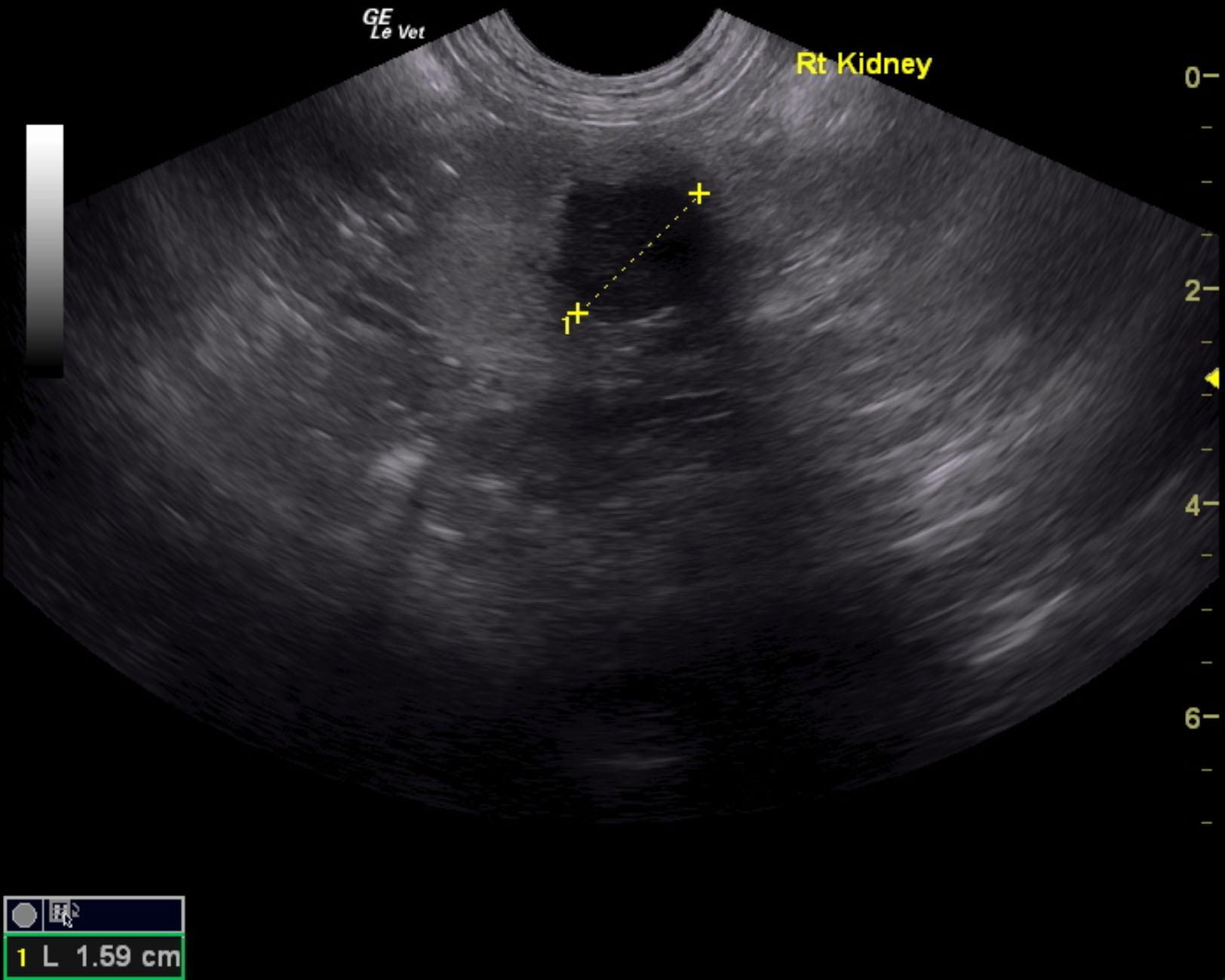 Post hepatic bile duct obstruction in a 14 year old MN DSH cat - Members